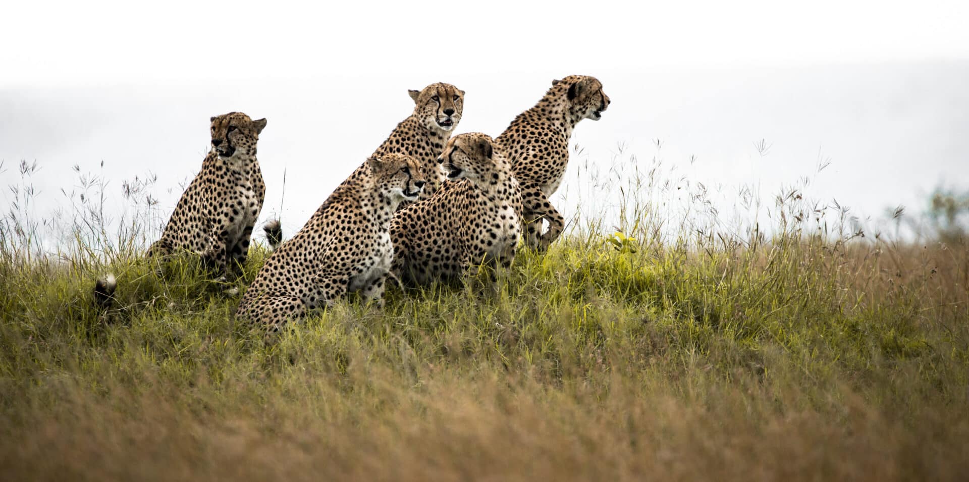 The Tano Bora Cheetah Coalition: A Story of Friendship, Perseverance ...