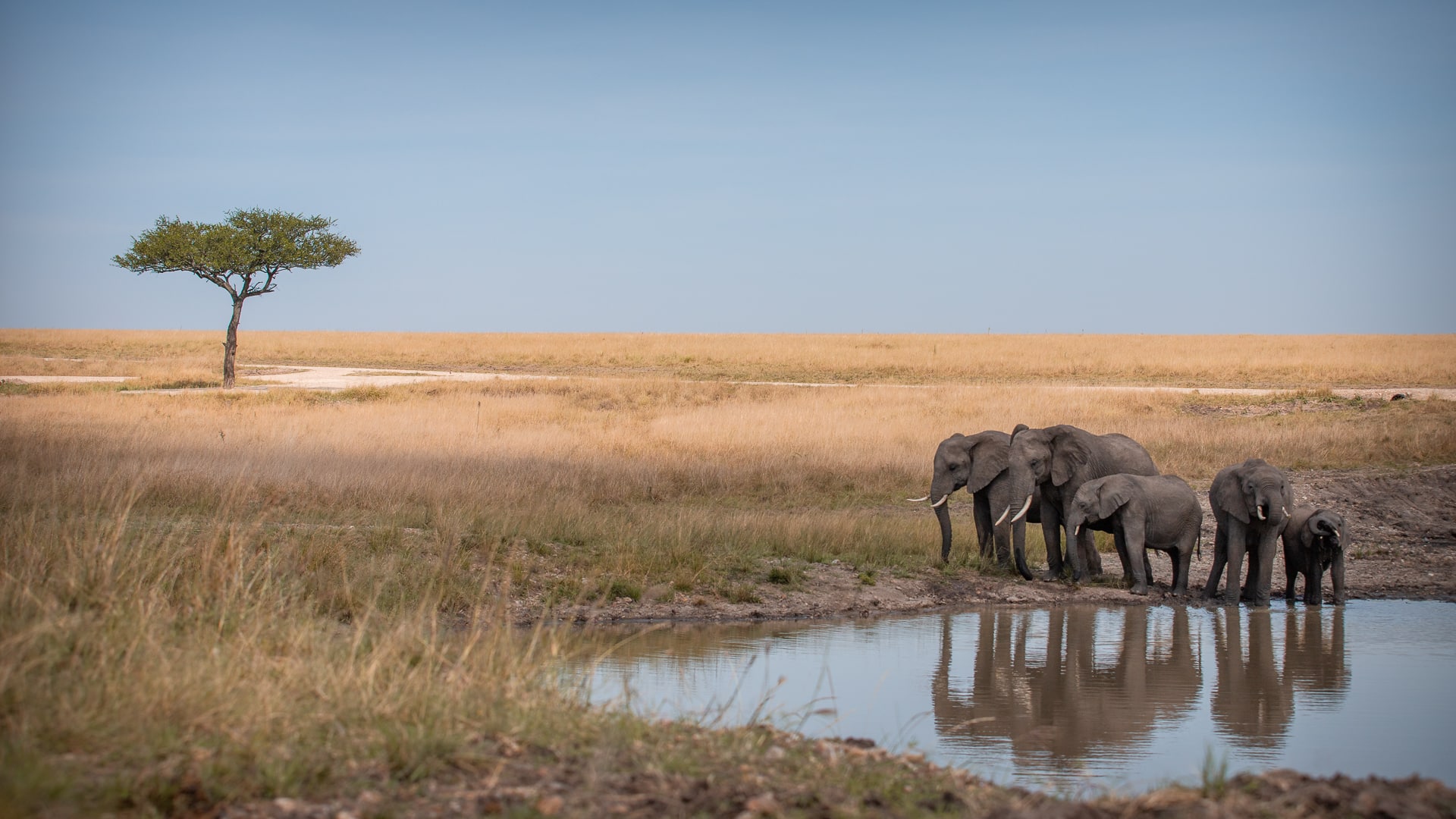 Following the Signs in the Masai Mara: the Creation of Ishara - Ishara ...