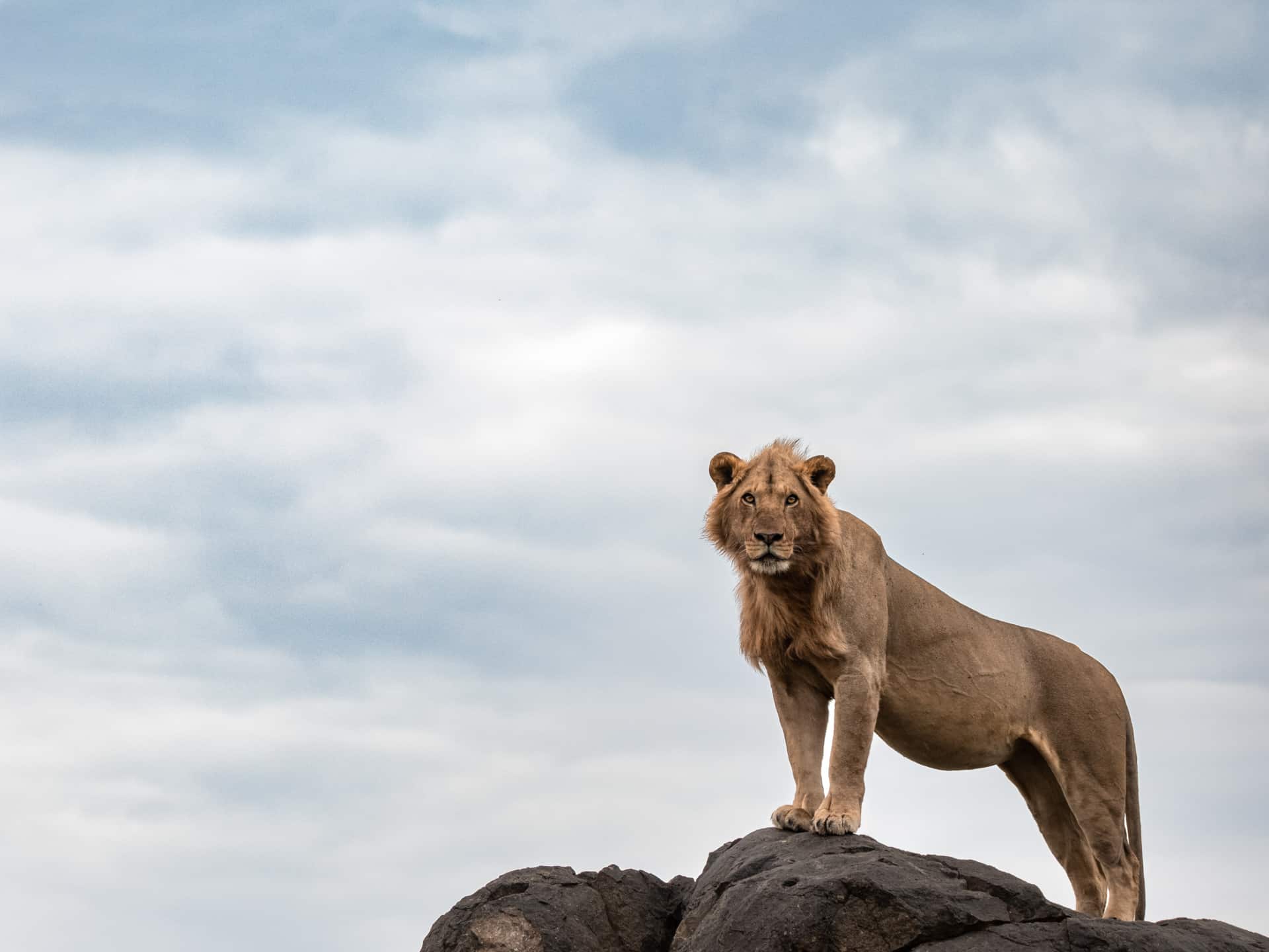 The Life of a Lion - Ishara – A luxury tented camp in the Masai Mara