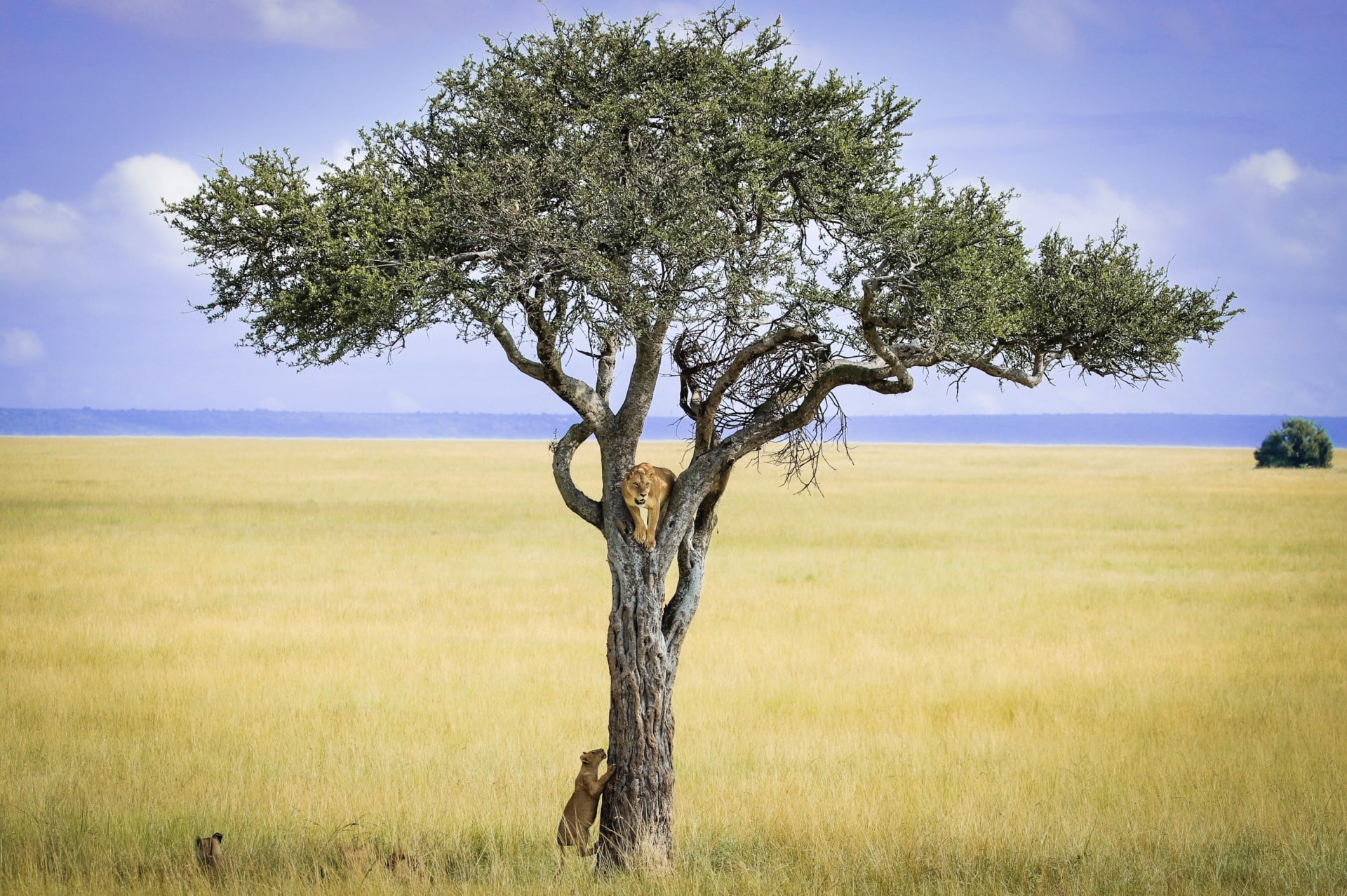 Legends in the Making: A Lion Pride Thrives in the Mara - Ishara – A ...