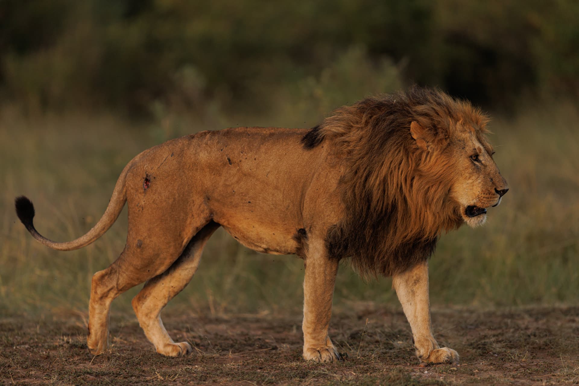 ‘Game of Thrones’ Lion Drama Unfolds at Ishara - Ishara