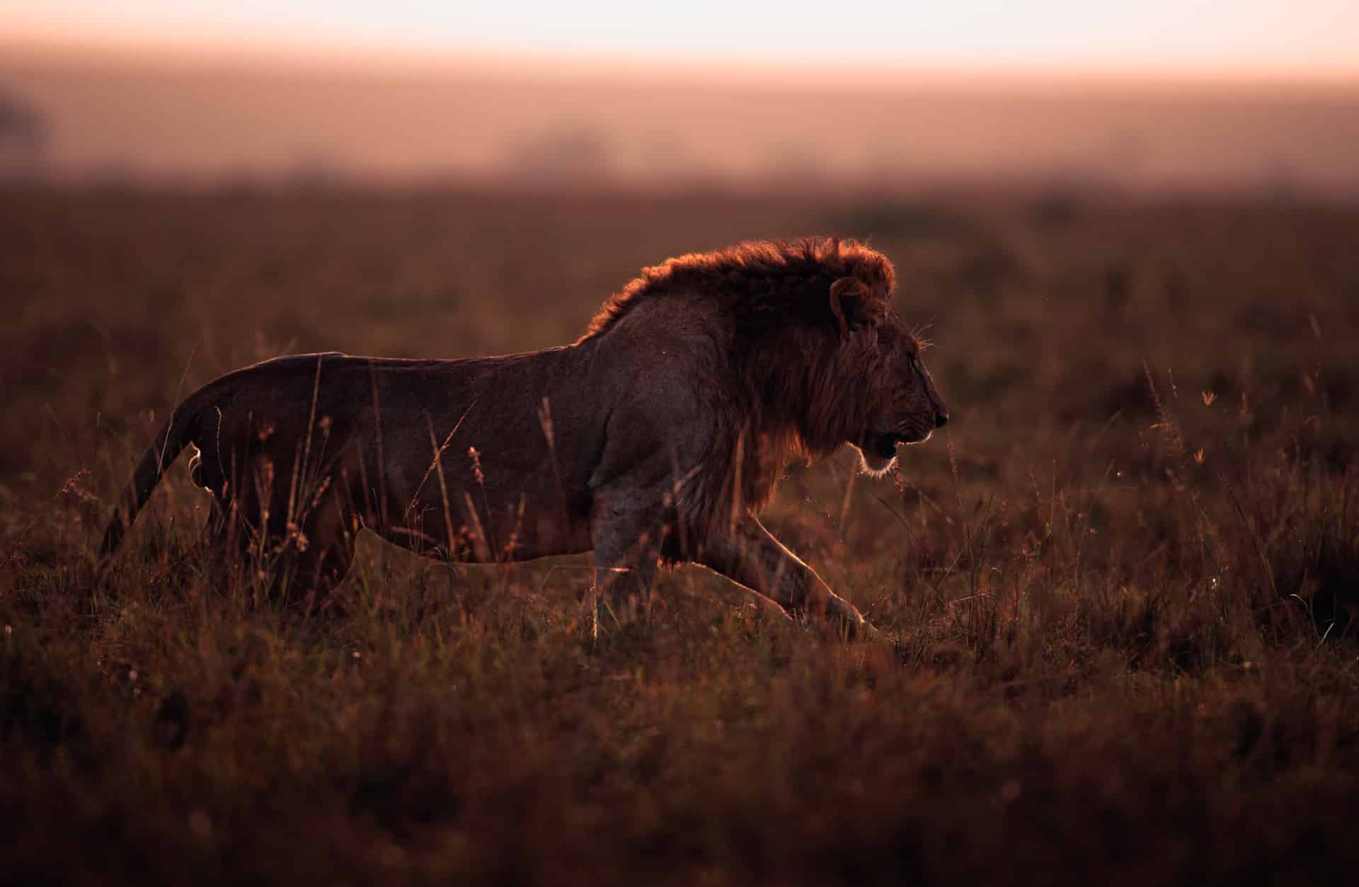 ‘Game of Thrones’ Lion Drama Unfolds at Ishara - Ishara – A luxury ...