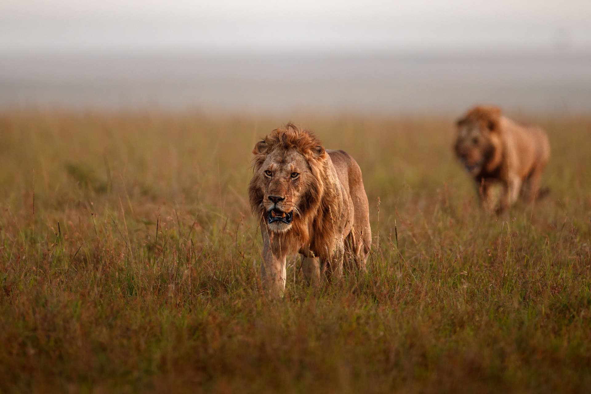 ‘Game of Thrones’ Lion Drama Unfolds at Ishara - Ishara – A luxury ...