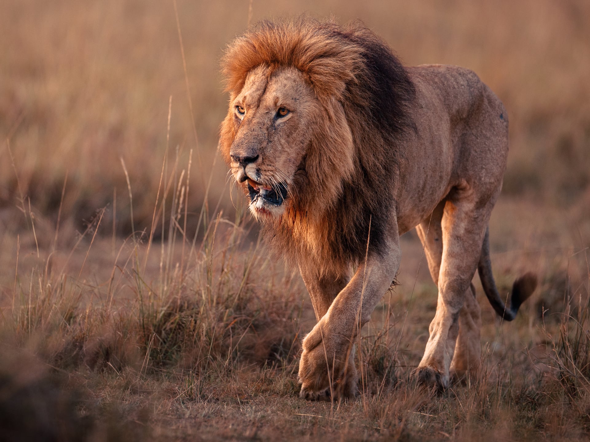 ‘Game of Thrones’ Lion Drama Unfolds at Ishara - Ishara – A luxury ...