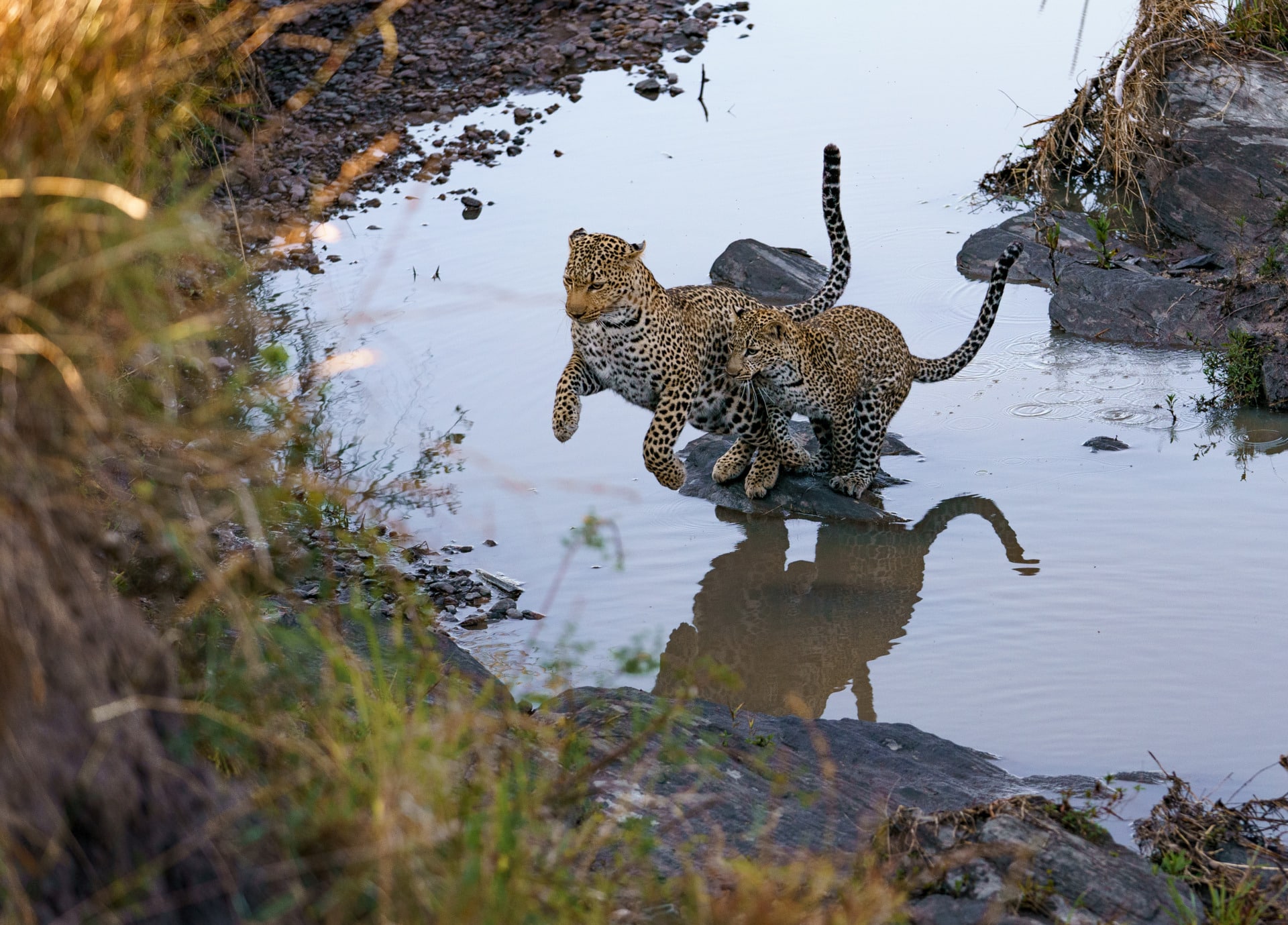 The Enigmatic, Elusive Leopards of the Masai Mara
