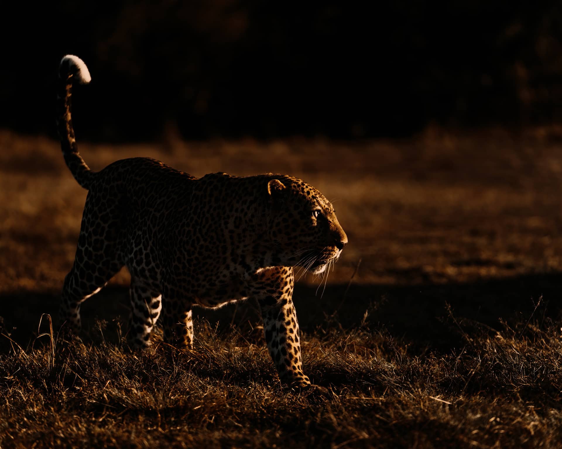 The Enigmatic, Elusive Leopards of the Masai Mara - Ishara – A luxury ...