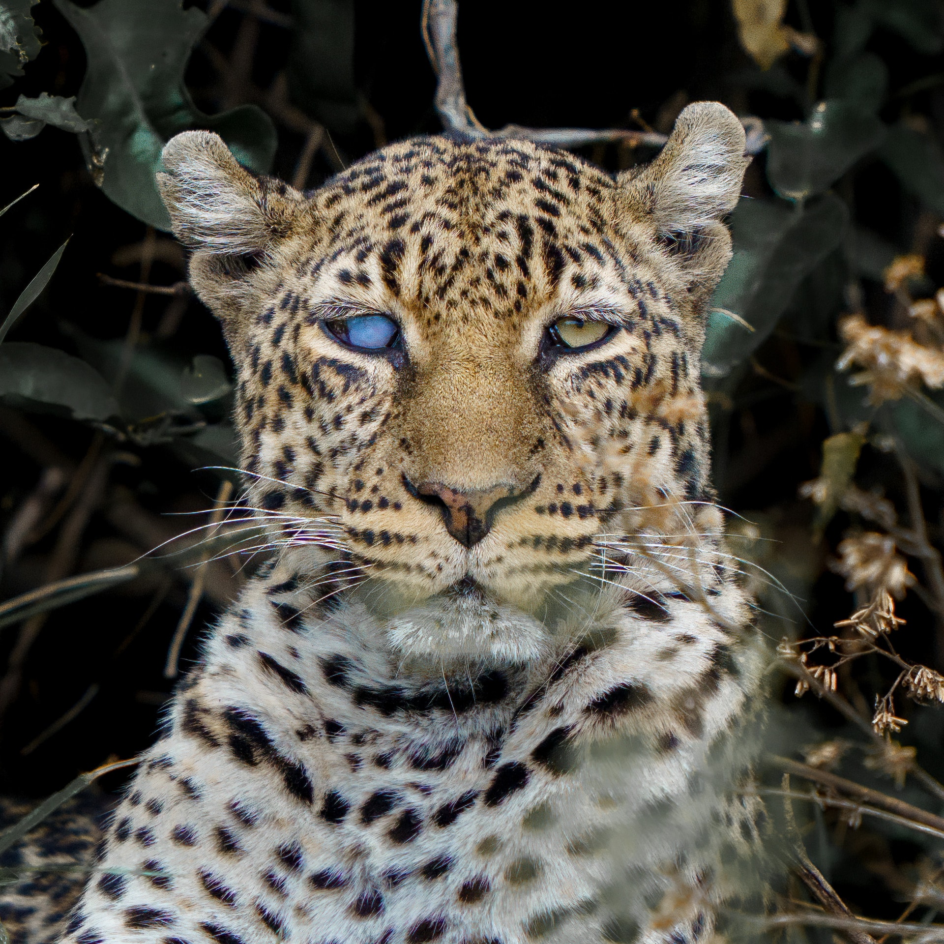 The Enigmatic, Elusive Leopards of the Masai Mara