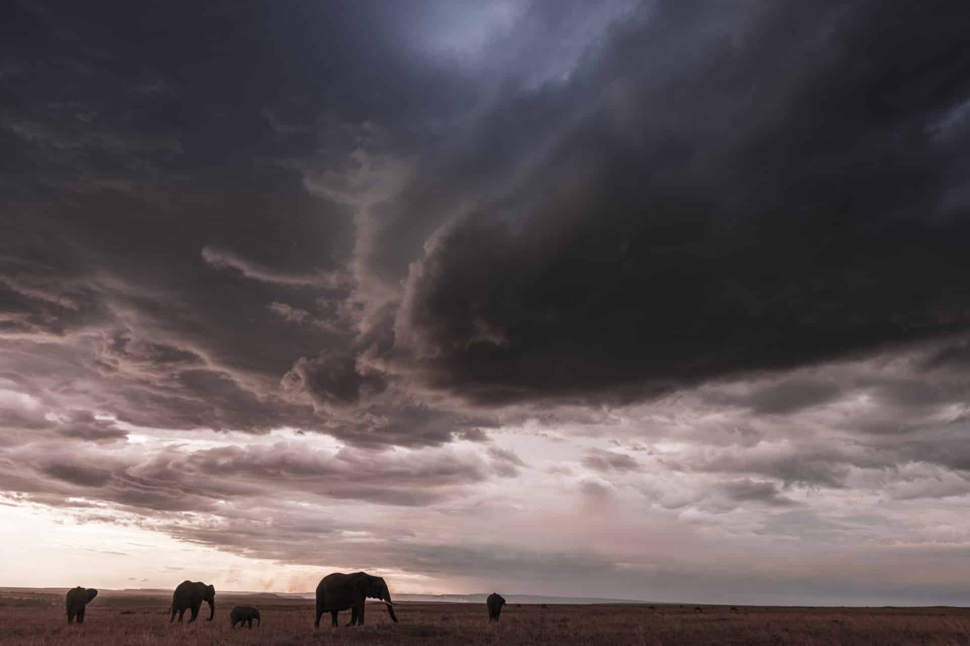Our Newsletters - Ishara – A luxury tented camp in the Masai Mara