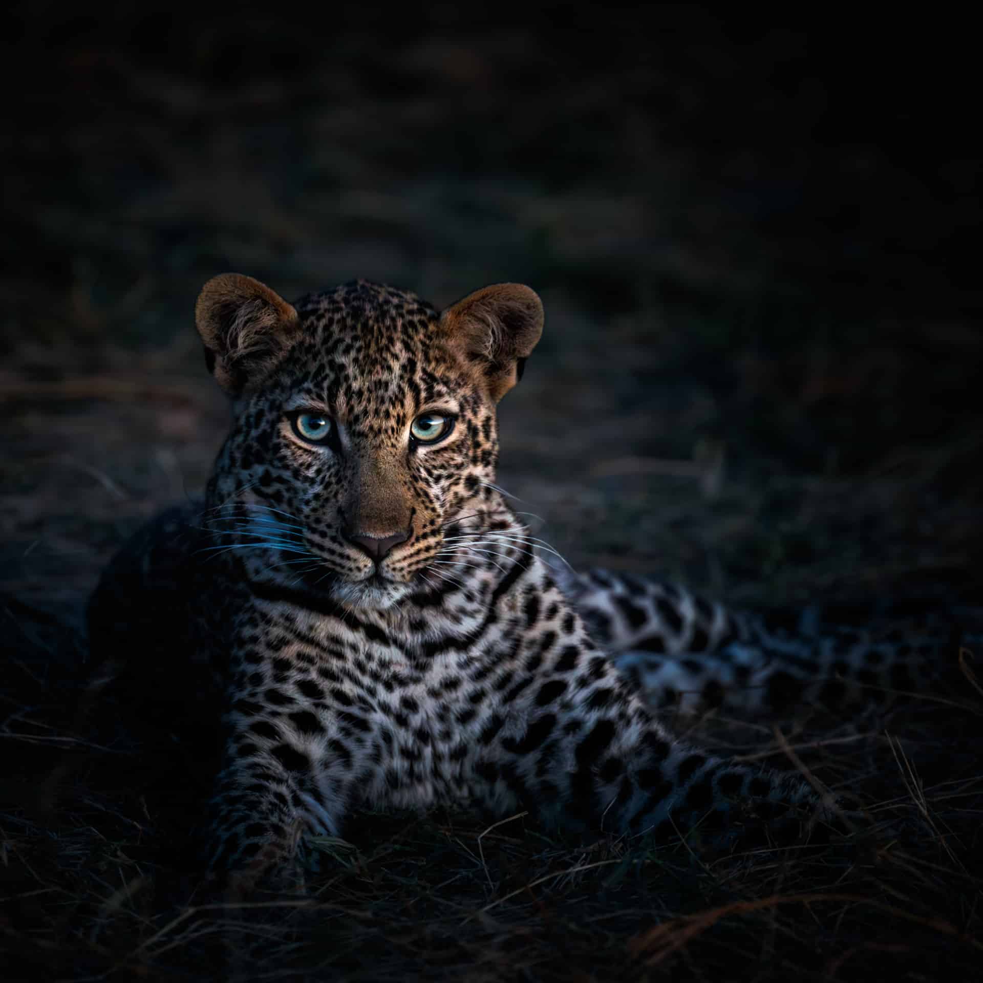 Discovering the Courage that Lies Within - Ishara