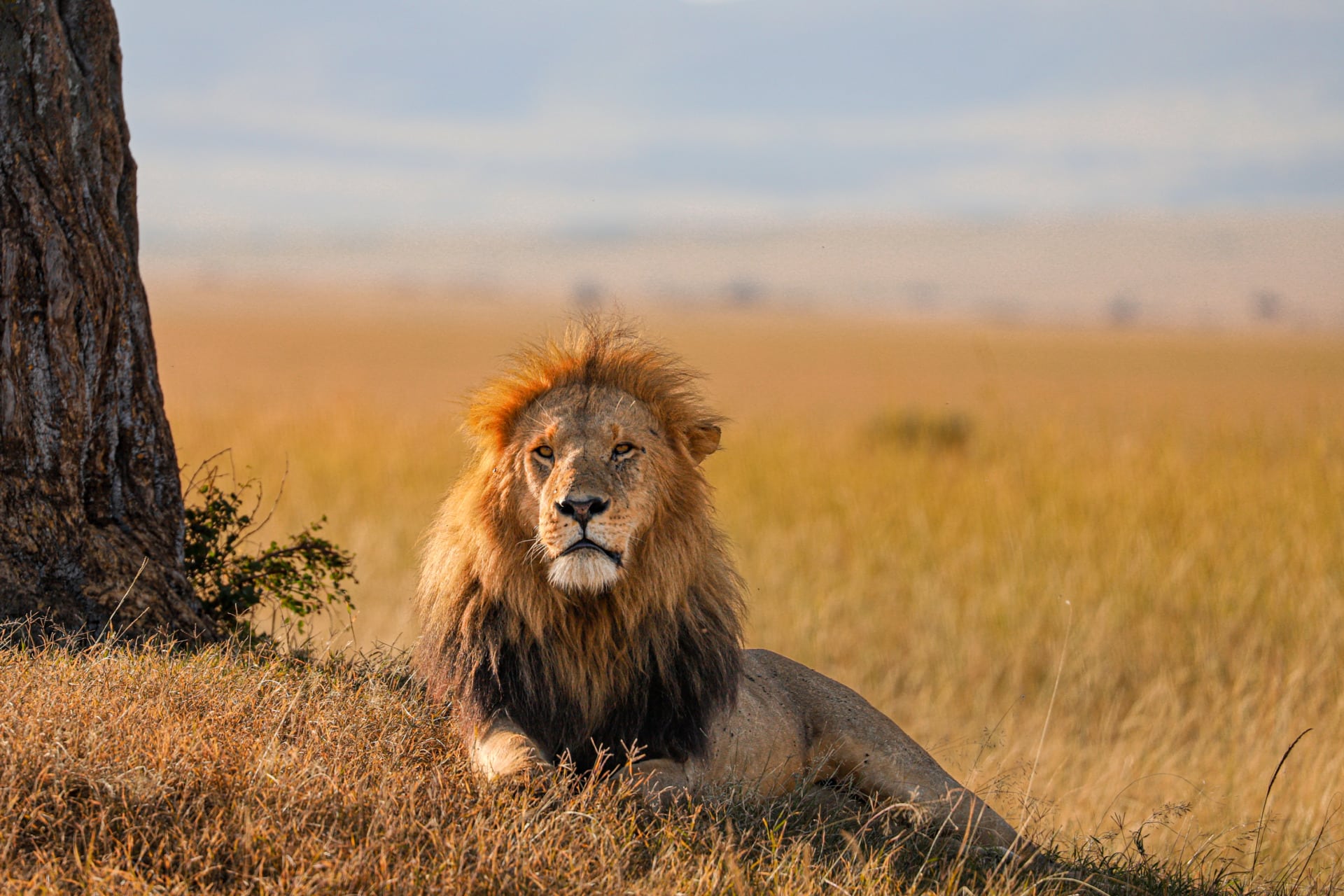 The Lioness: An Unsung Hero of the Pride - Ishara – A luxury tented ...