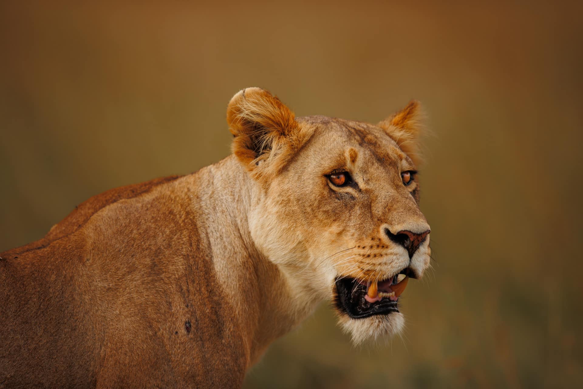 The Lioness: An Unsung Hero of the Pride - Ishara – A luxury tented ...