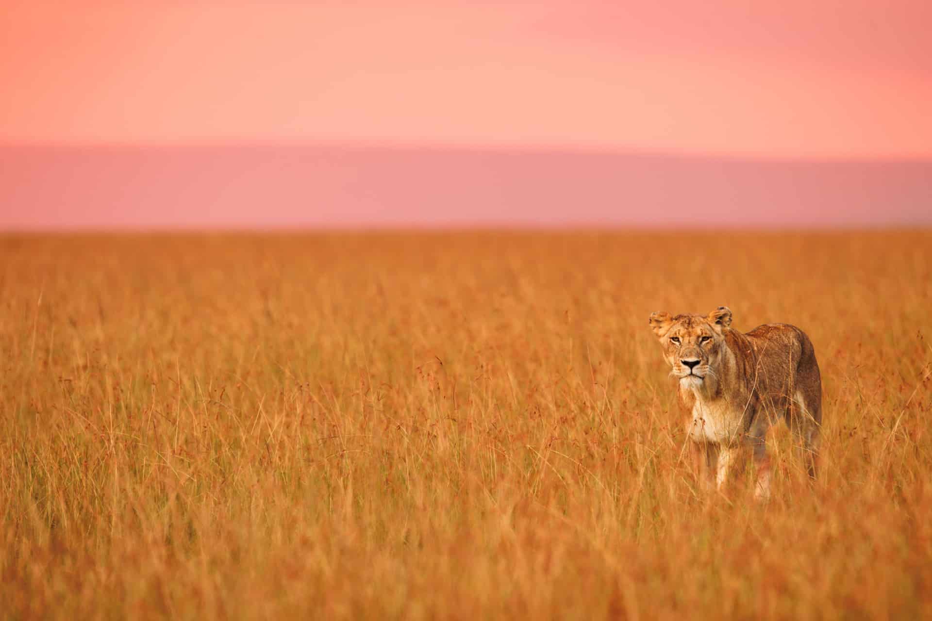 The Lioness: An Unsung Hero of the Pride - Ishara – A luxury tented ...
