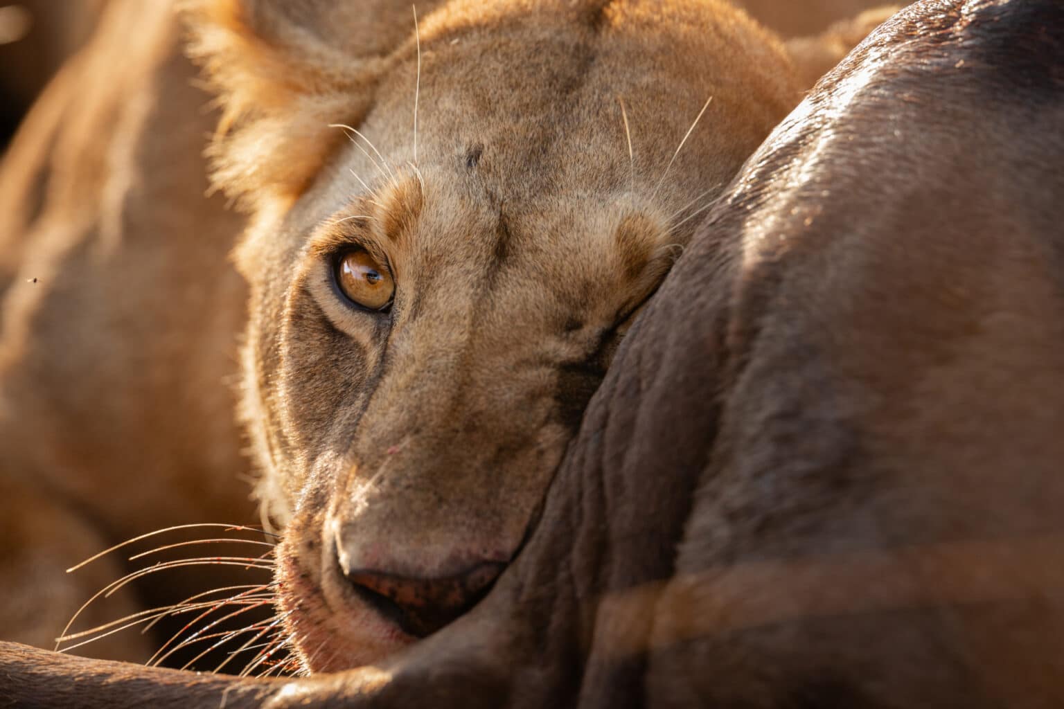 The Lioness: An Unsung Hero of the Pride - Ishara – A luxury tented ...