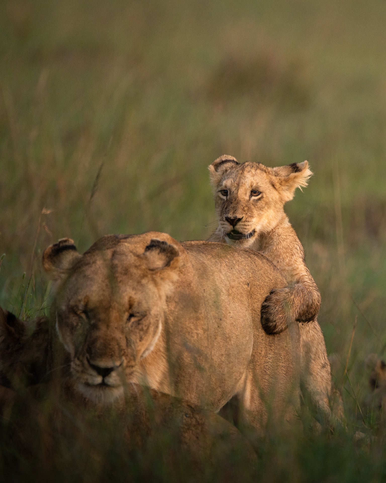 The Lioness: An Unsung Hero of the Pride - Ishara – A luxury tented ...