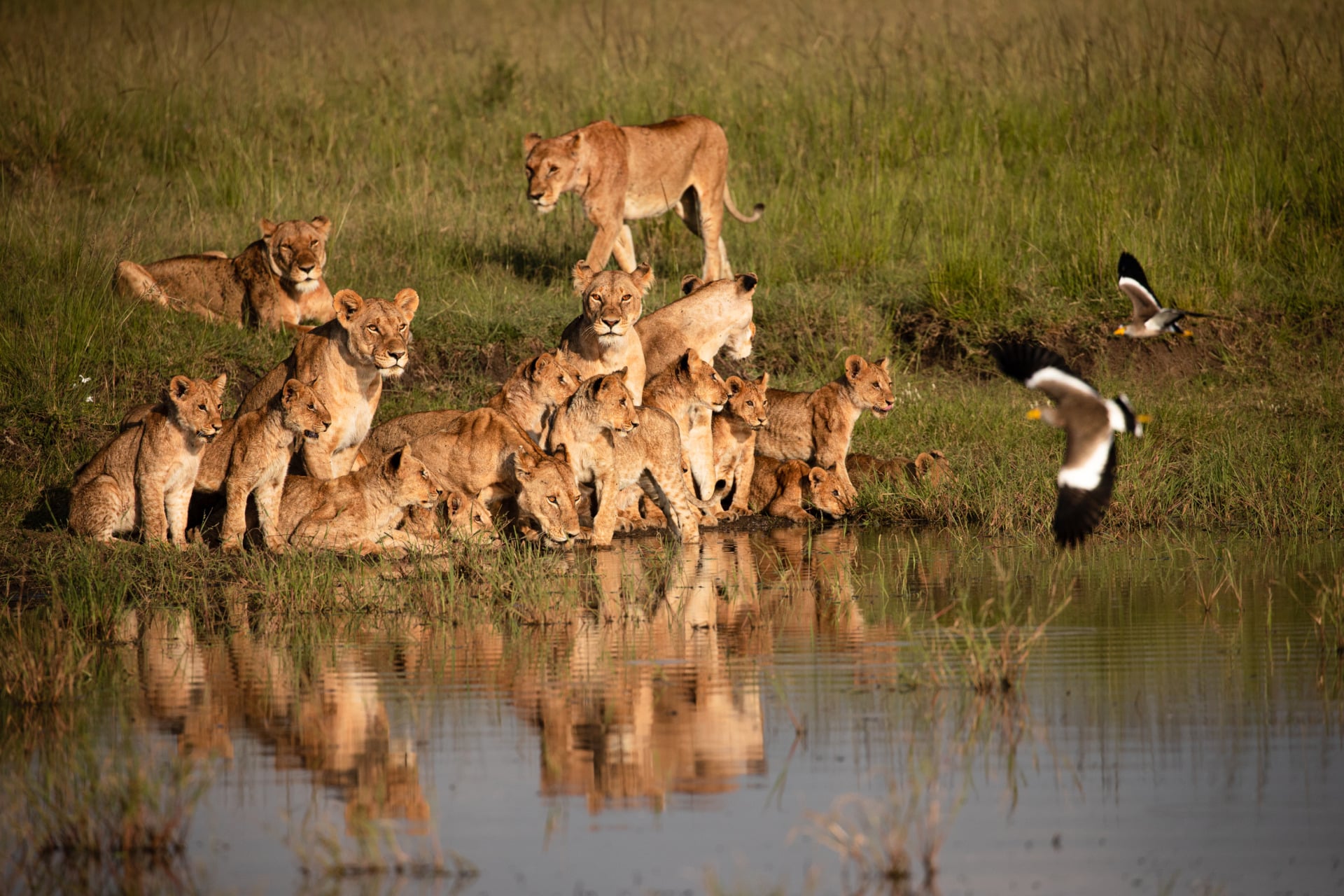 The Lioness: An Unsung Hero of the Pride - Ishara – A luxury tented ...