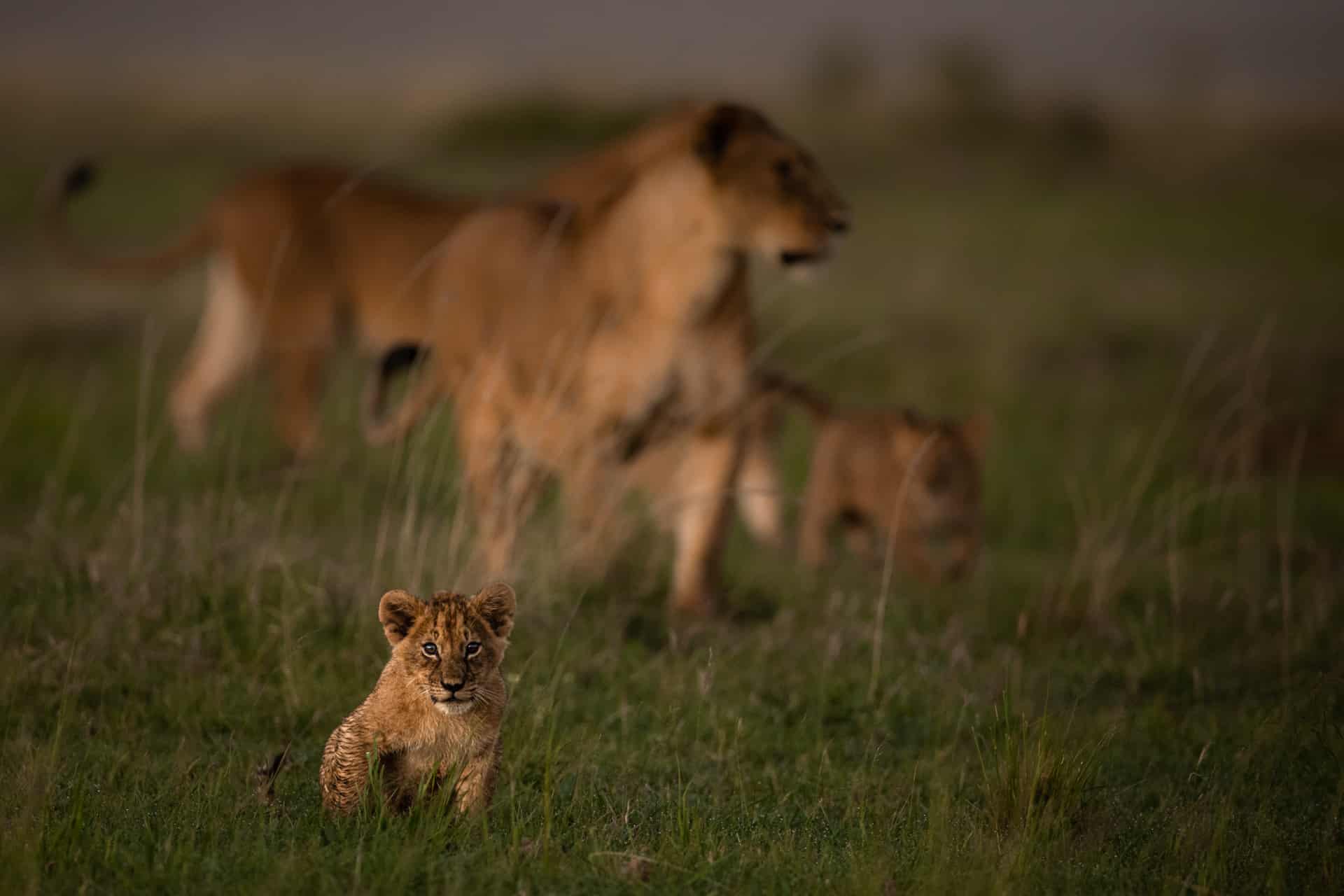 The Lioness: An Unsung Hero of the Pride - Ishara – A luxury tented ...