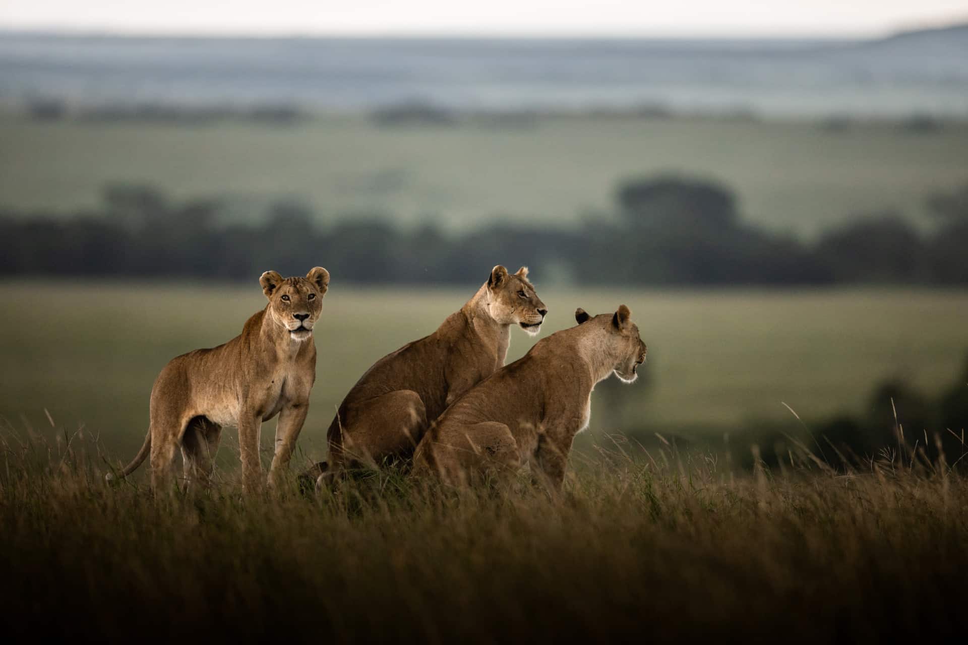 The Lioness: An Unsung Hero of the Pride - Ishara – A luxury tented ...