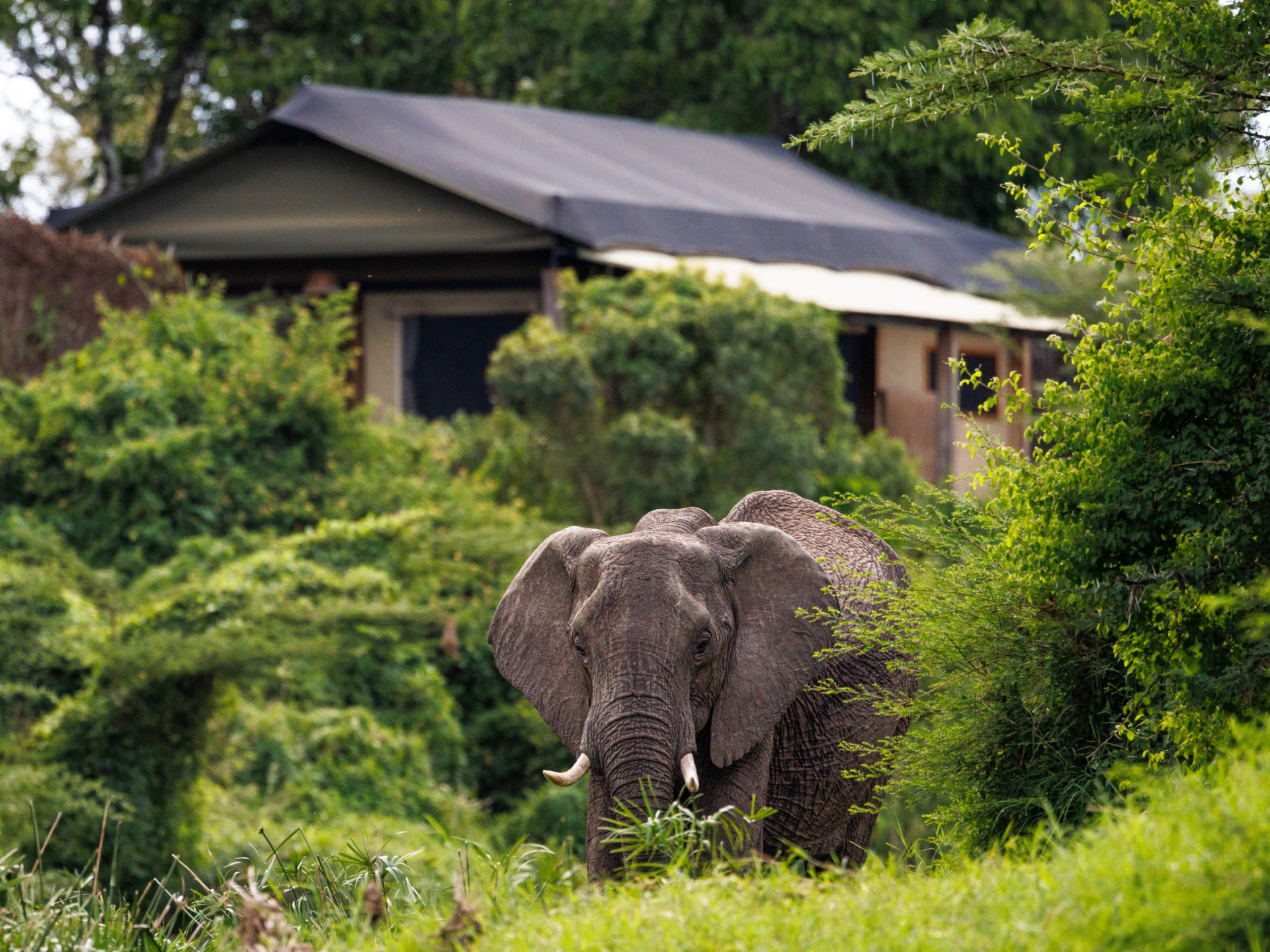 A journey through Ishara - Ishara – A luxury tented camp in the Masai Mara